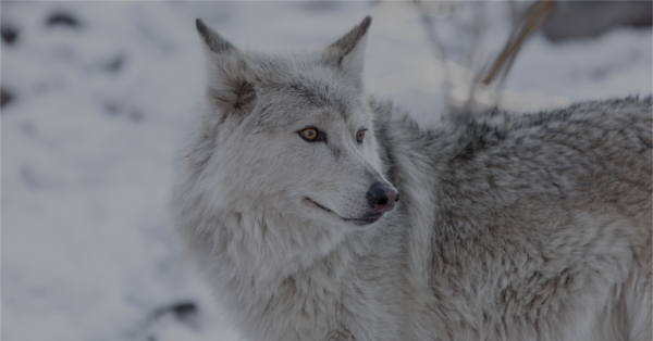 Wolf Connection: Discover Wolf Therapy® and Transform Lives