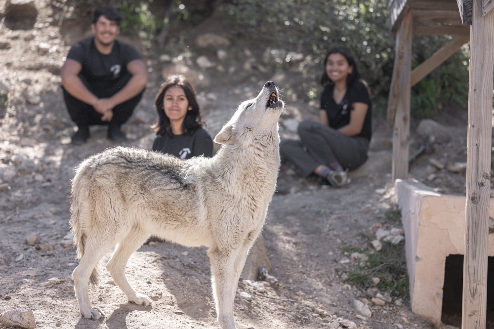 Empower and Heal: Partner with Us at Wolf Connection