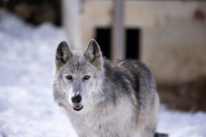 Support Rescued Wolves: Sponsor & Meet the Pack Today