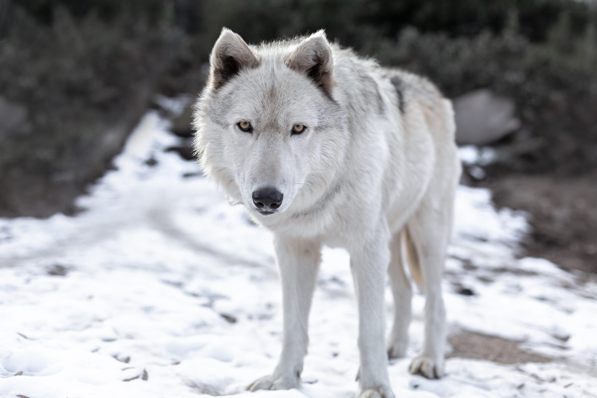 Leo - Wolf Connection