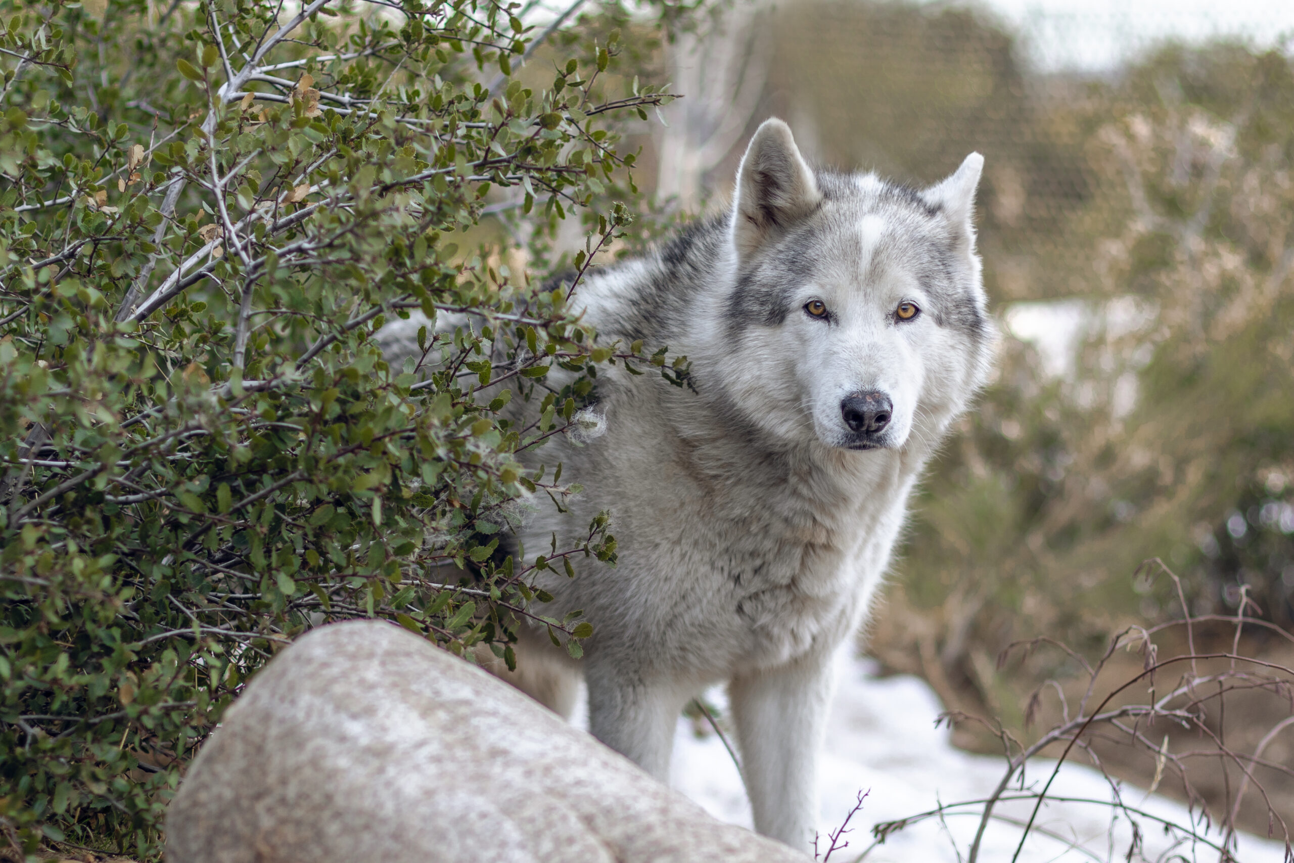 Nova - Wolf Connection