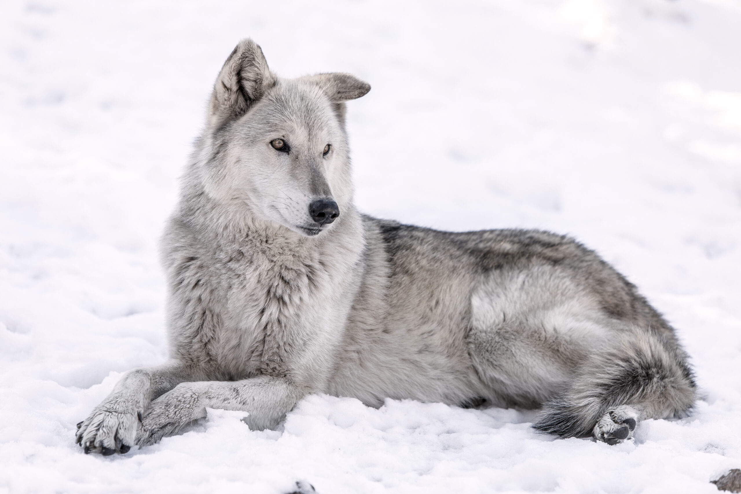 Willow - Wolf Connection