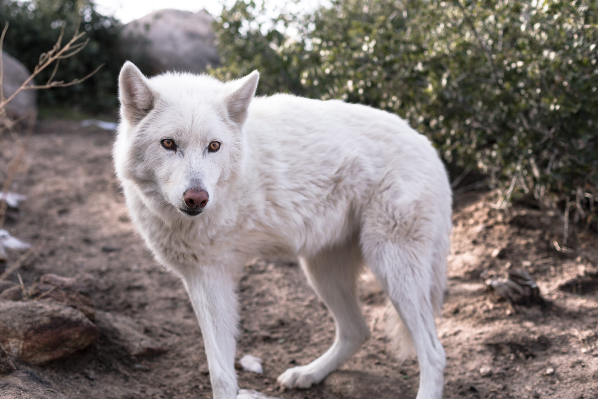 Empowerment Through Wolves: Sponsorship Opportunities