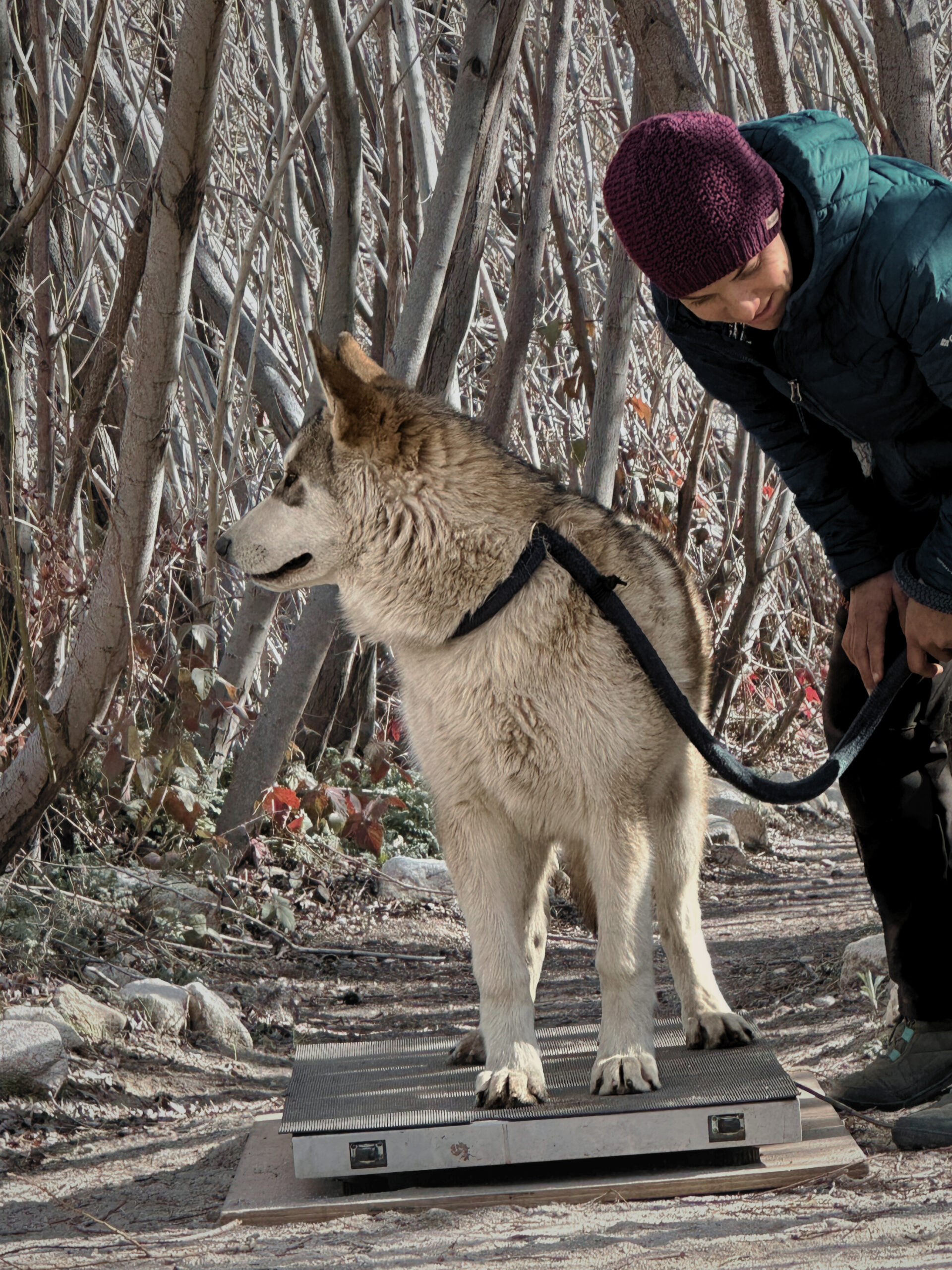 Join the Volunteer Program at Wolf Connection - Make an Impact