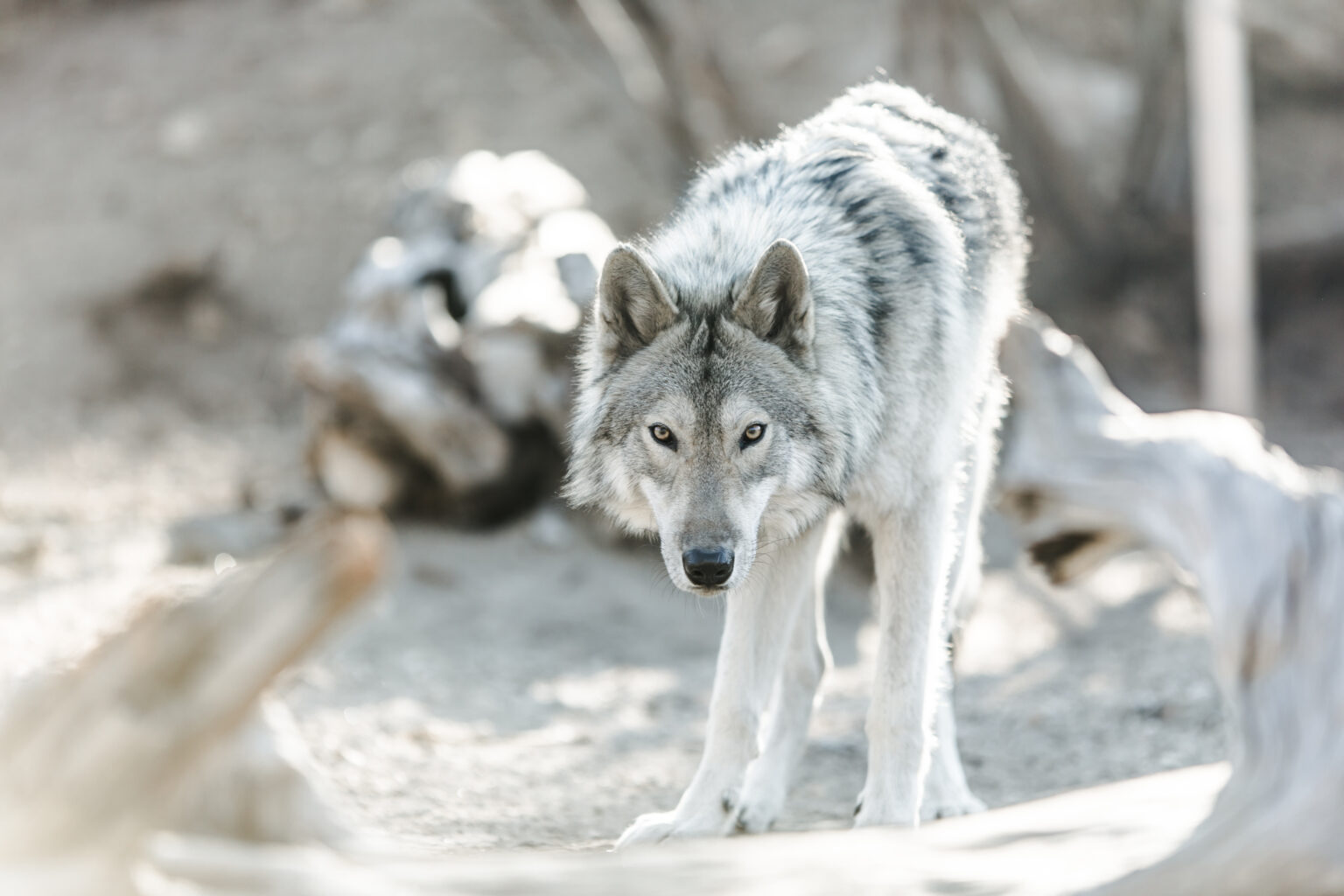 Empowerment Through Wolves: Sponsorship Opportunities