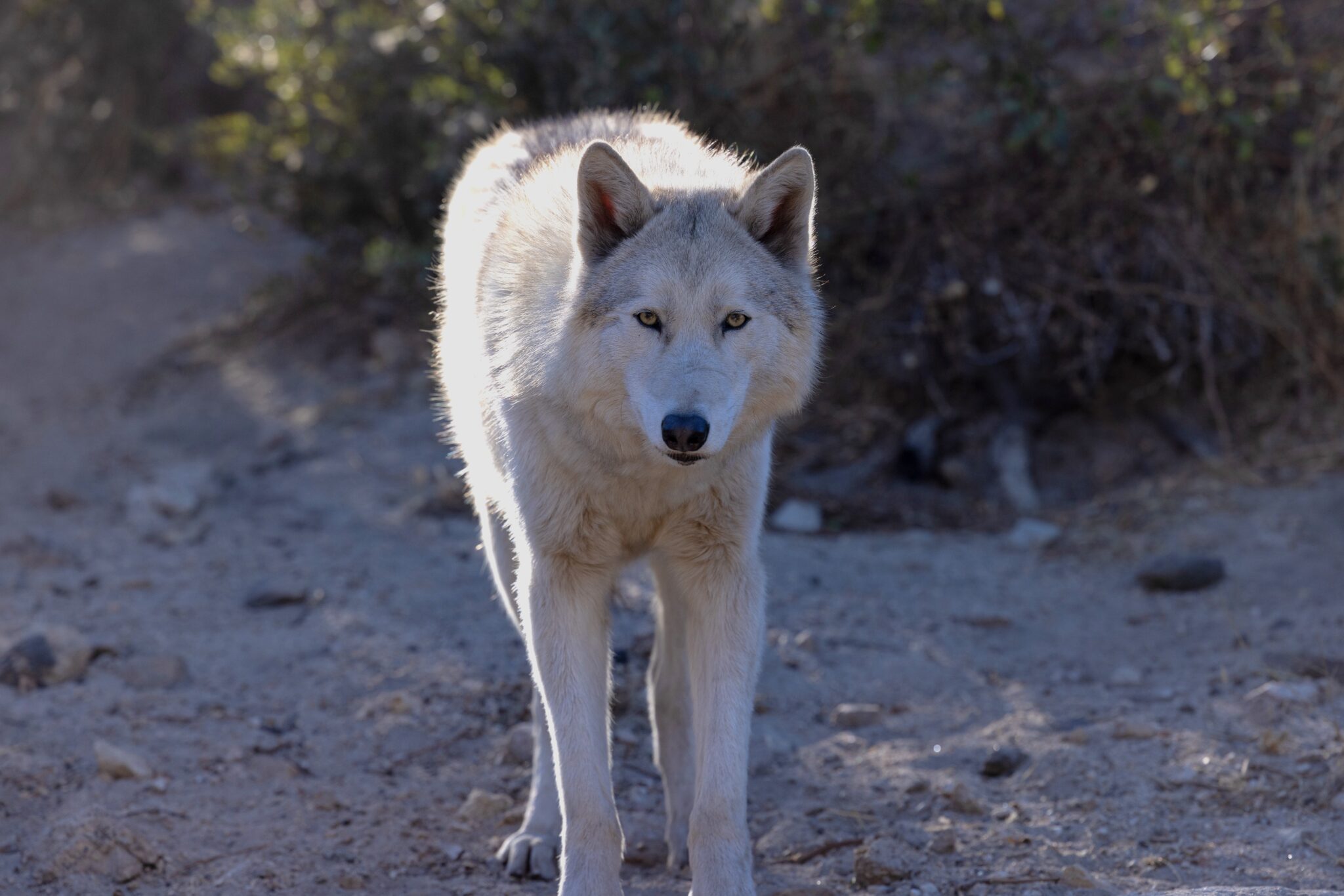 Hoku - Wolf Connection