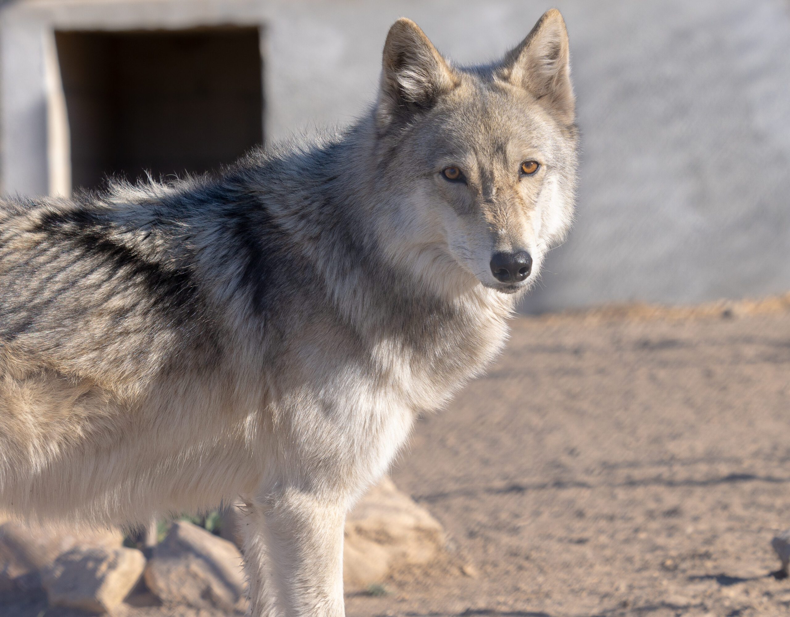 Koa - Wolf Connection