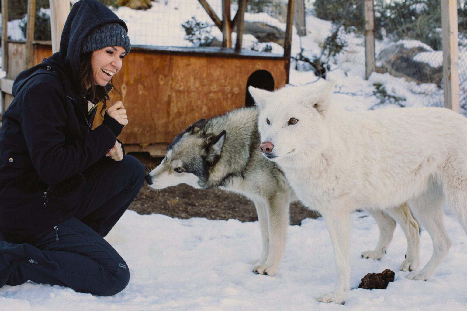 Discover Our Mission: Healing Humans & Wolves Alike
