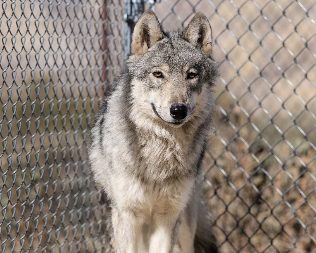 Denali - Wolf Connection