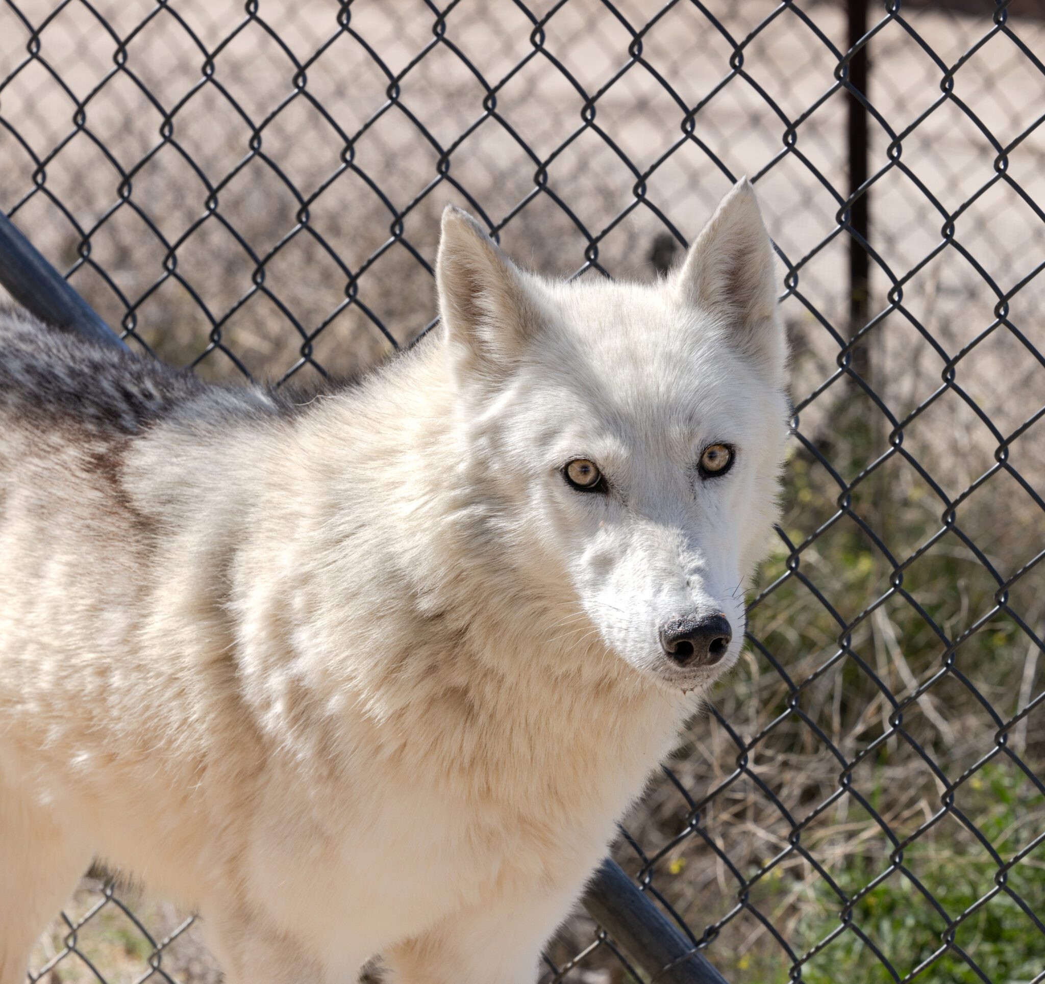 Dream - Wolf Connection