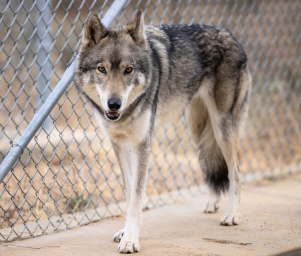 Empowerment Through Wolves: Sponsorship Opportunities