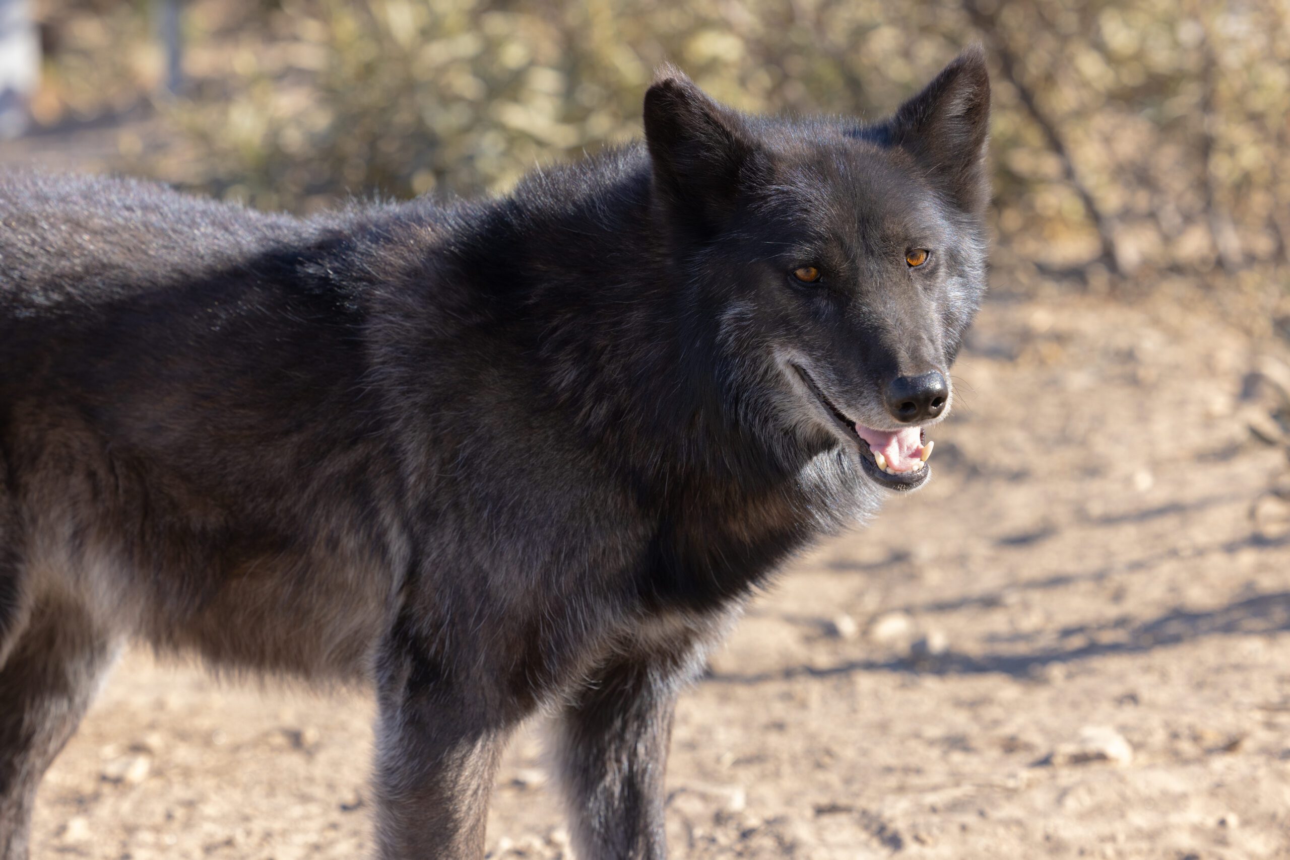 Jade - Wolf Connection