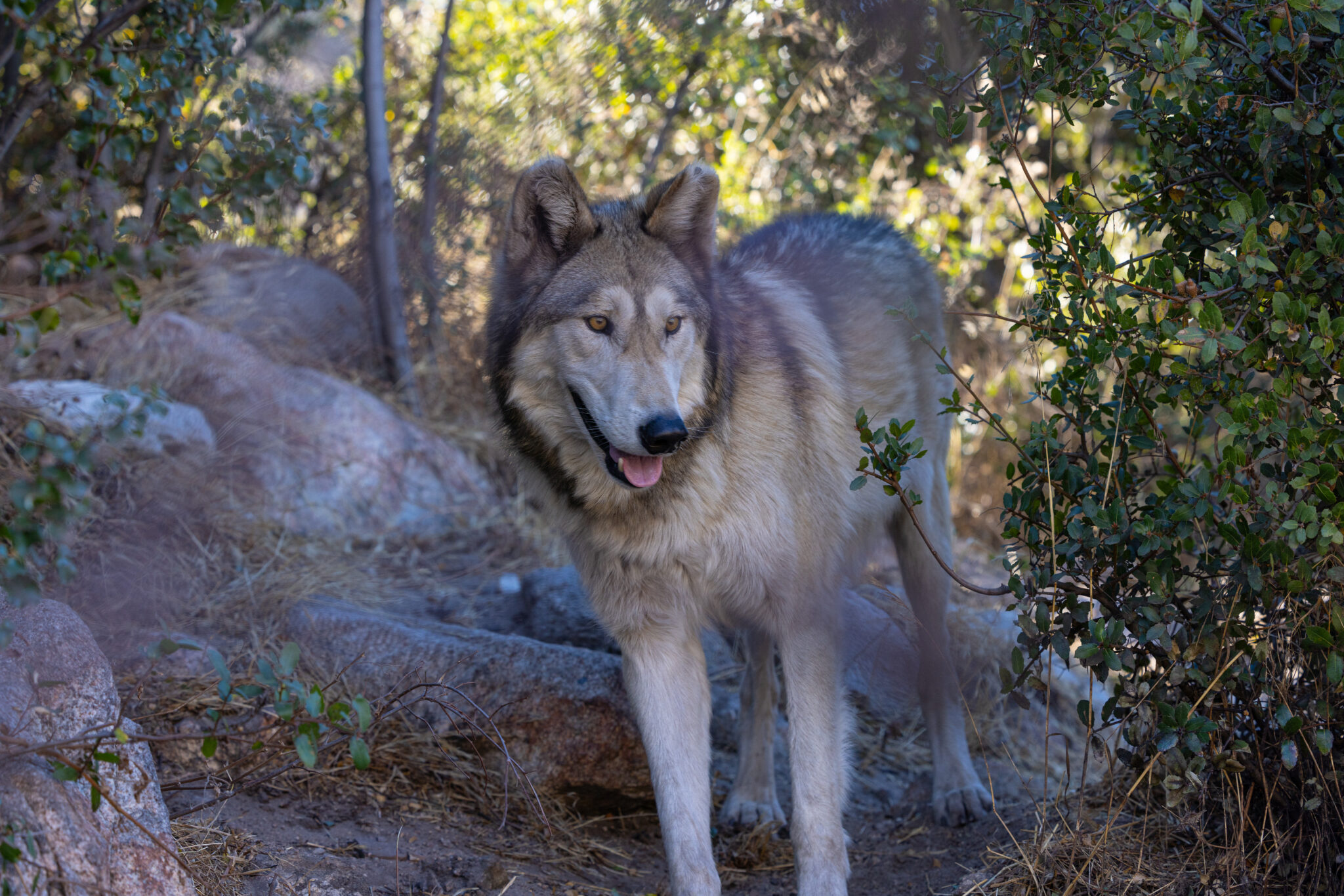 Maverick - Wolf Connection