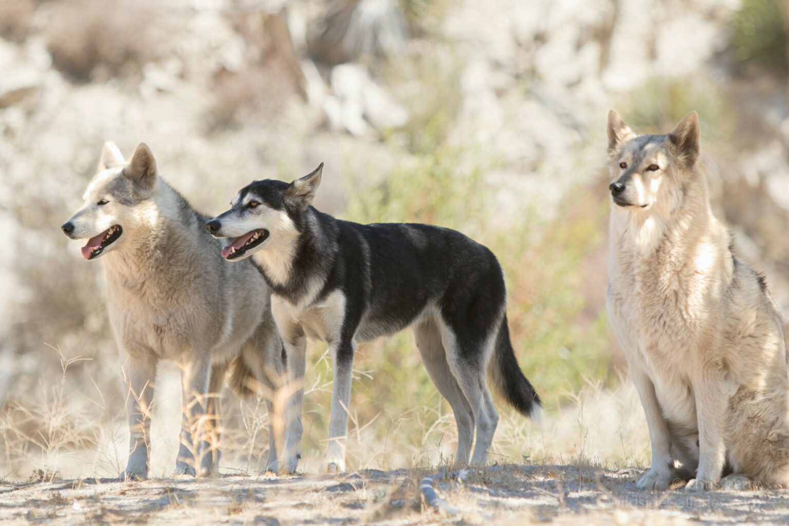 Dedicated Wolf and Wolfdog Rescue Care at Wolf Heart Ranch