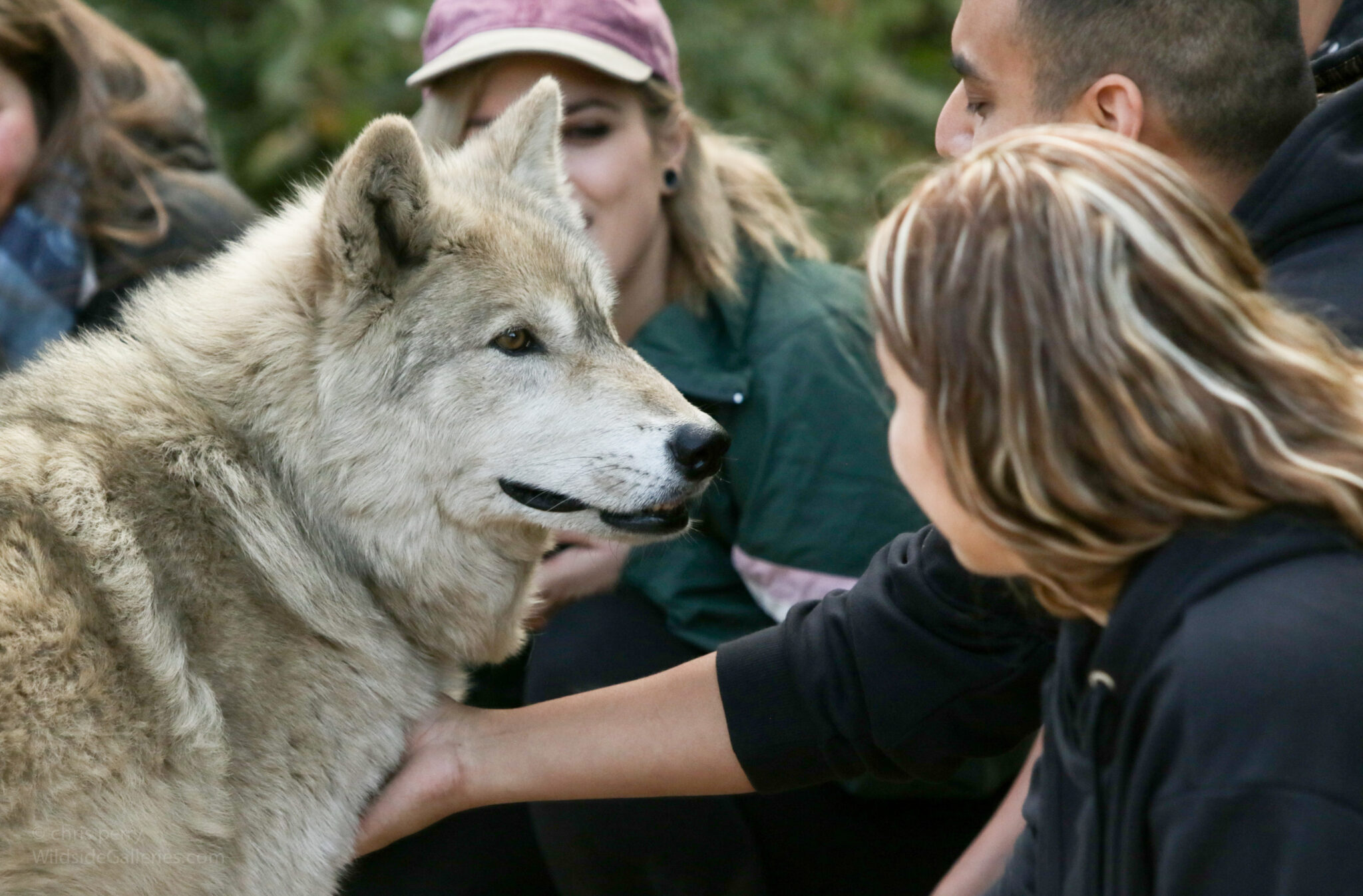 Discover Our Mission: Healing Humans & Wolves Alike