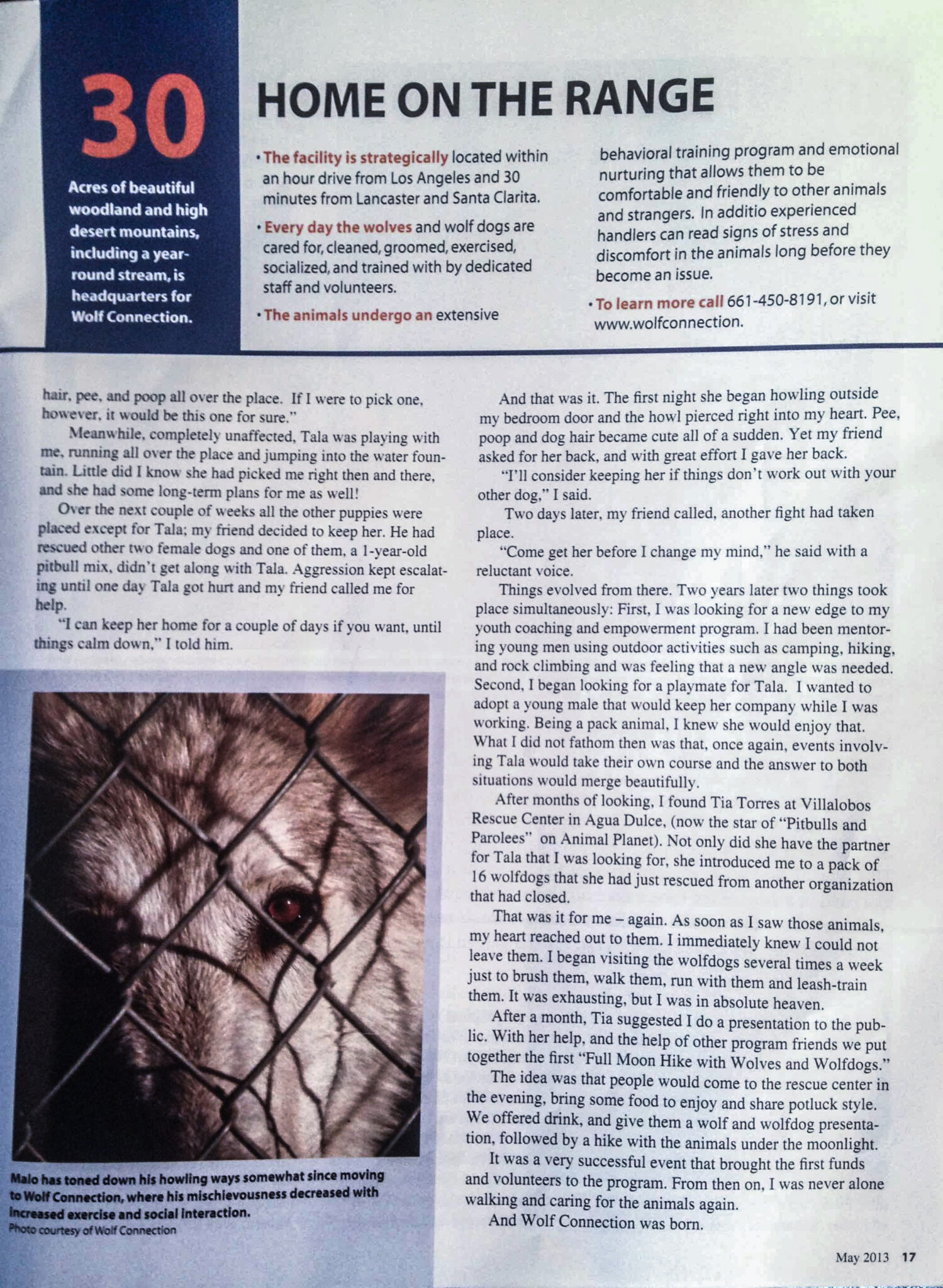 Santa Monica Life: Making a Wolf Connection - Wolf Connection