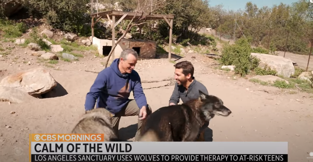 Wolf Connection Press Page: Healing Humans & Wolves Together