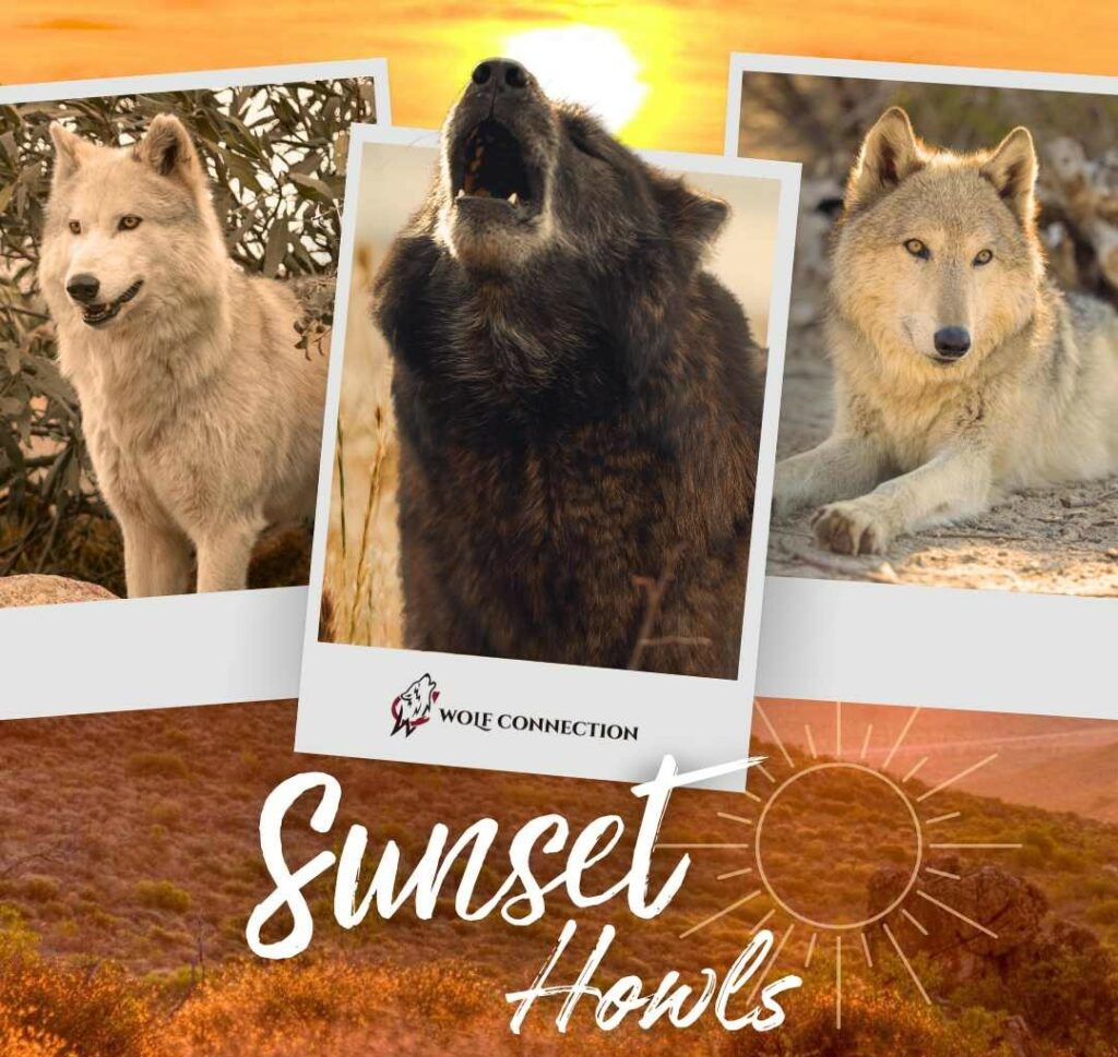 Discover Our Mission: Healing Humans & Wolves Alike