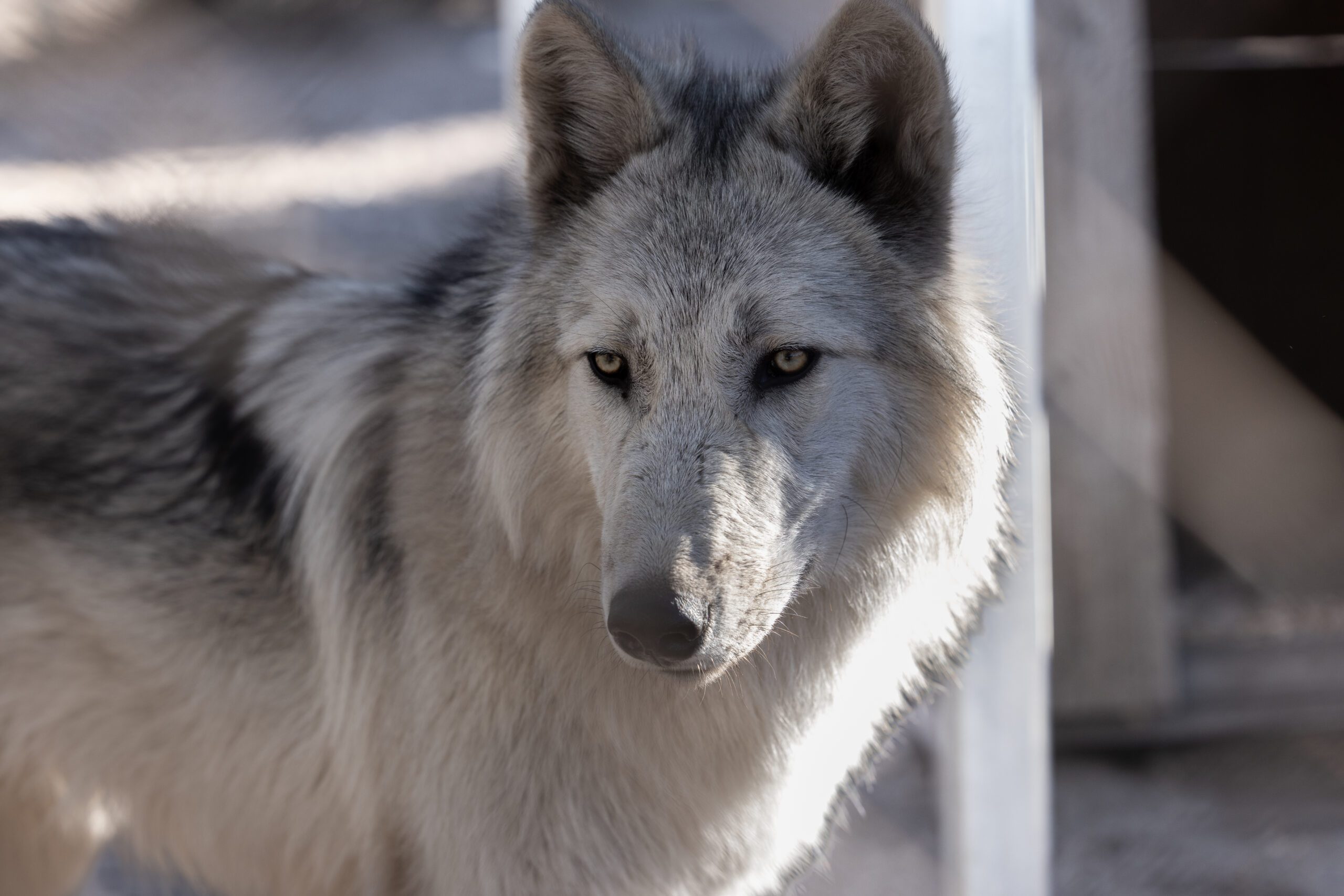 Indiana - Wolf Connection