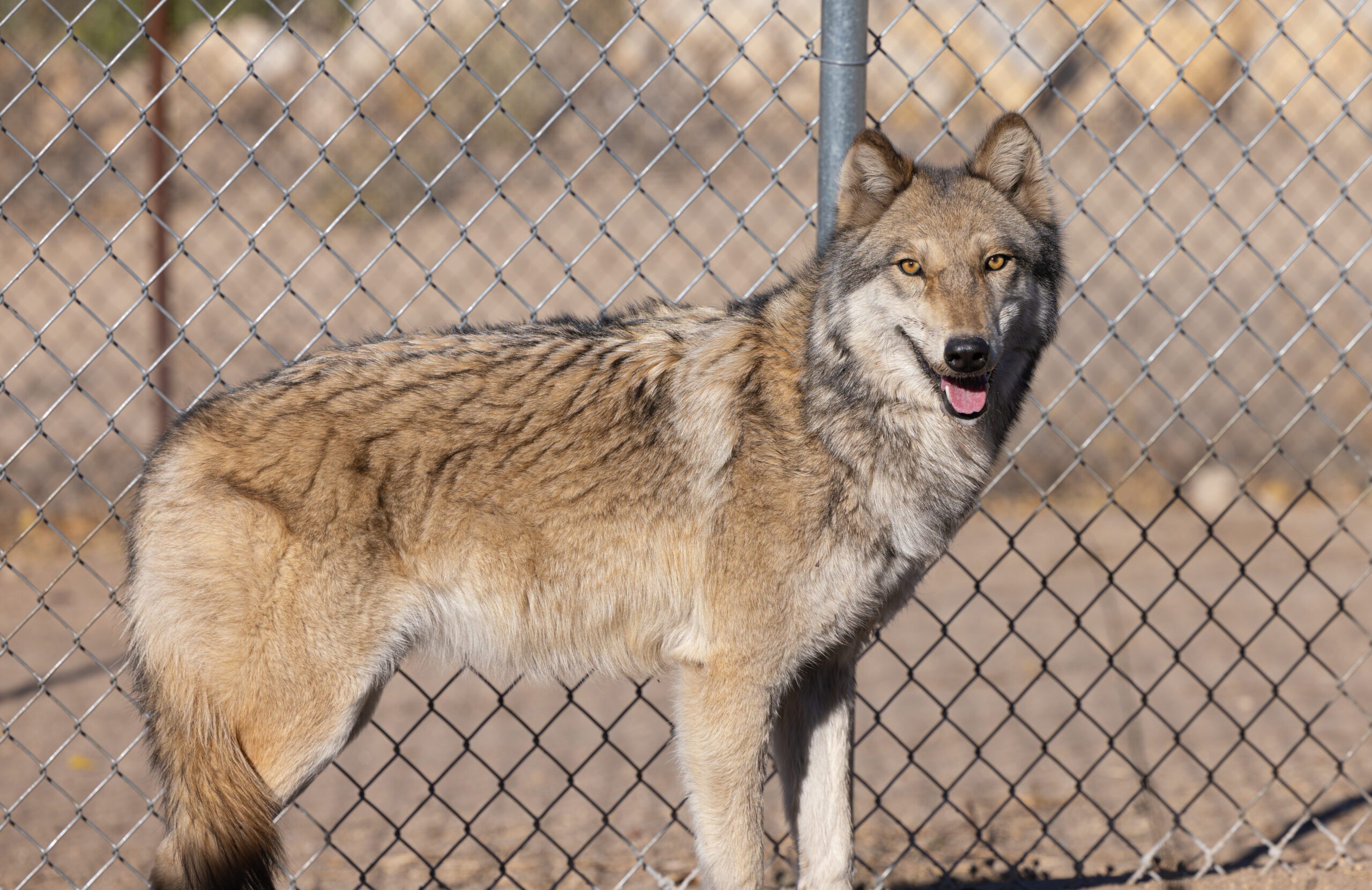 Quinn - Wolf Connection