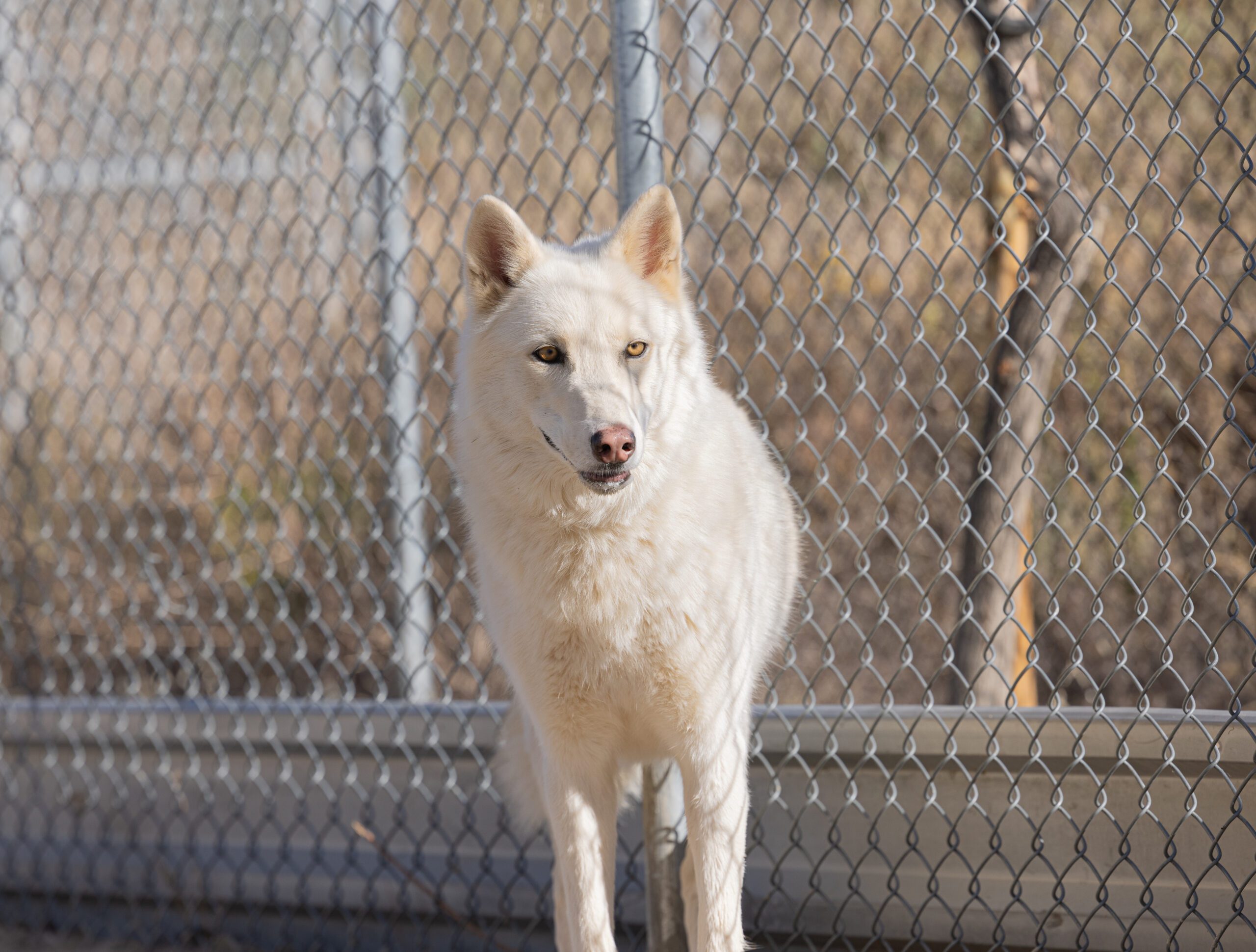 Dahlia - Wolf Connection