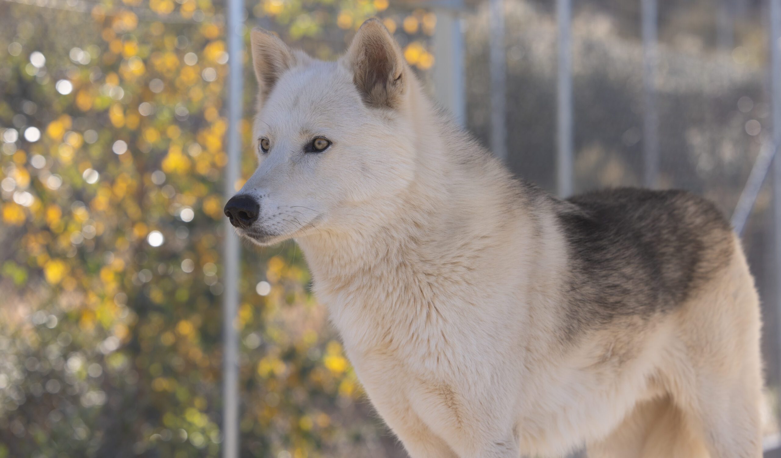 Ragnar - Wolf Connection