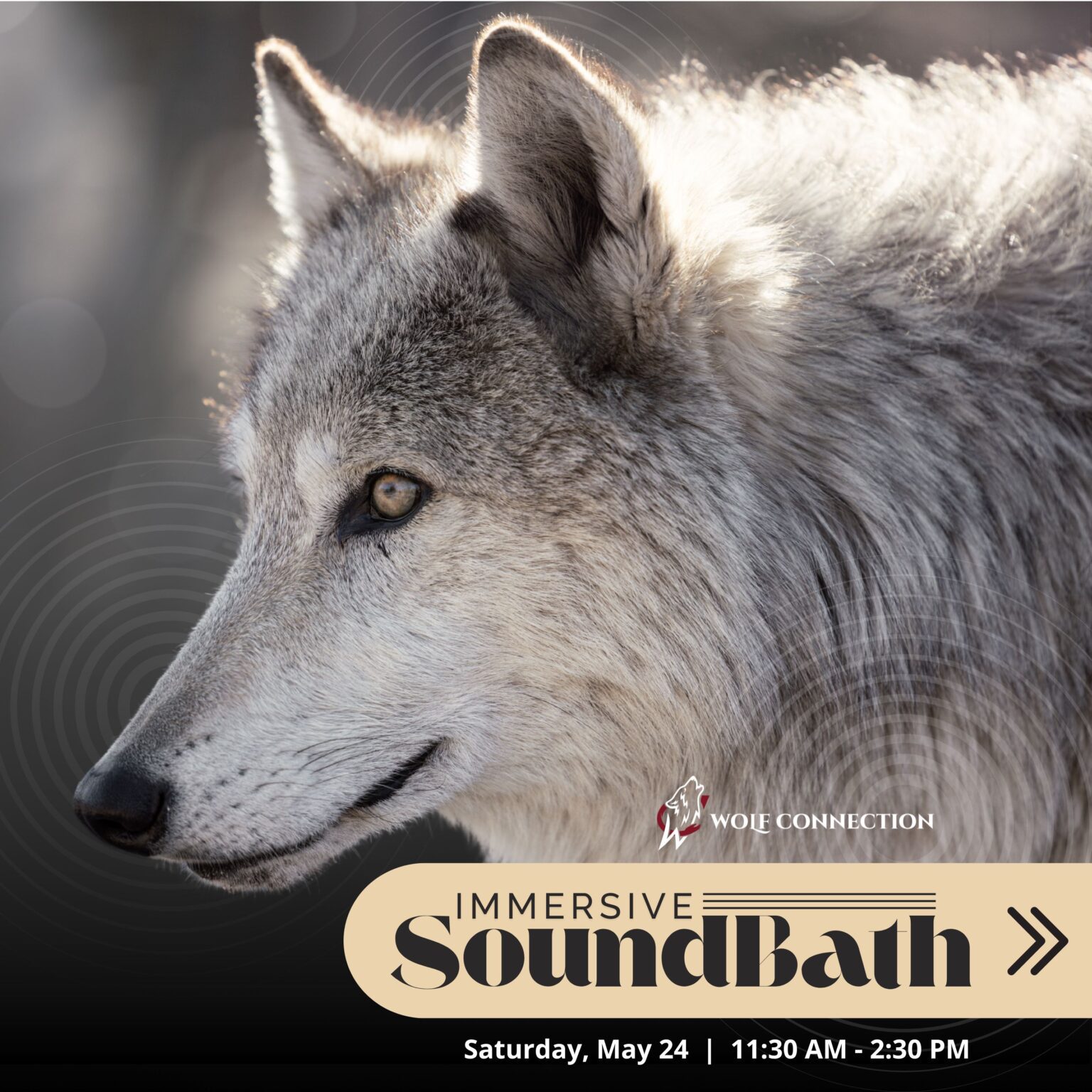 Discover Our Mission: Healing Humans & Wolves Alike